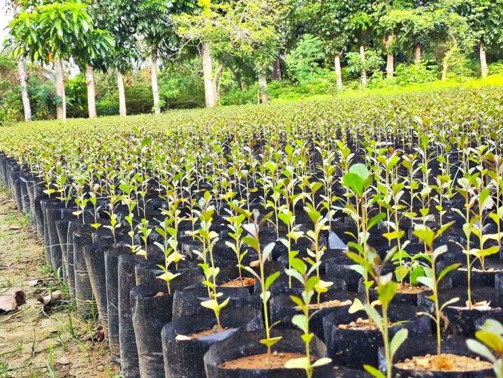 african green talisay plant | Lazada PH