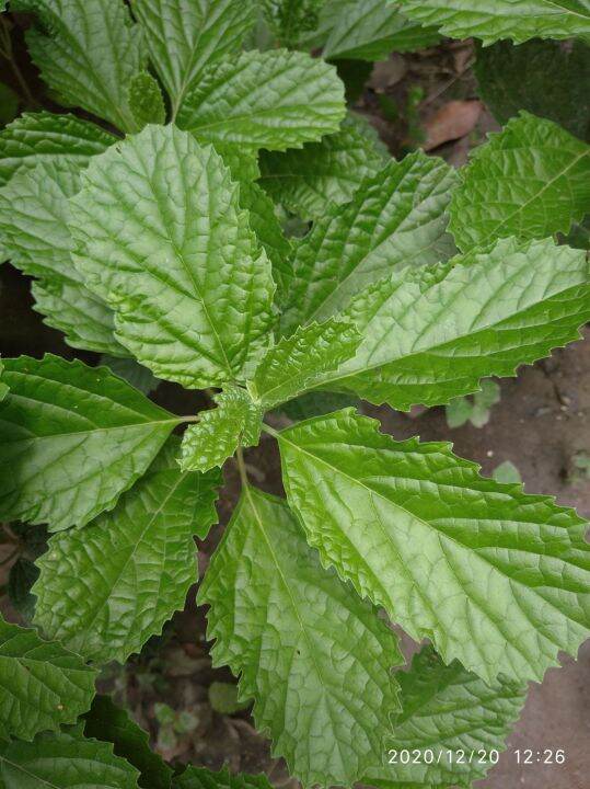 daun keji beling/kaca beling segar 50 gr | Lazada Indonesia