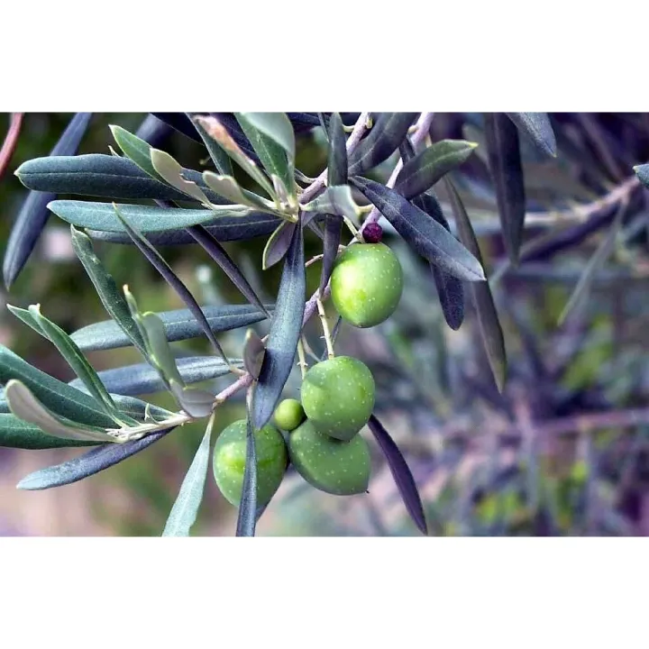 CANINO OLIVE TREE Olea Europaea Edible European Common Green Black ...