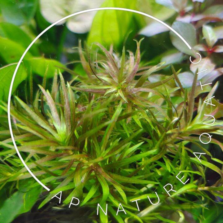 🐟 Blyxa japonica var. Alternifolia Aquatic Plant Aquarium Fish Shrimp ...