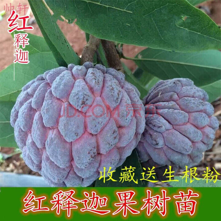 Planting Forest Sakya Tree Seedlings Pineapple Sakya Tree Seedlings ...