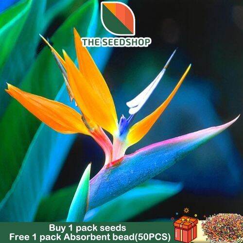 Strelitzia Reginae Seeds Indoor Potted Plant Flowers Bird of Paradise ...