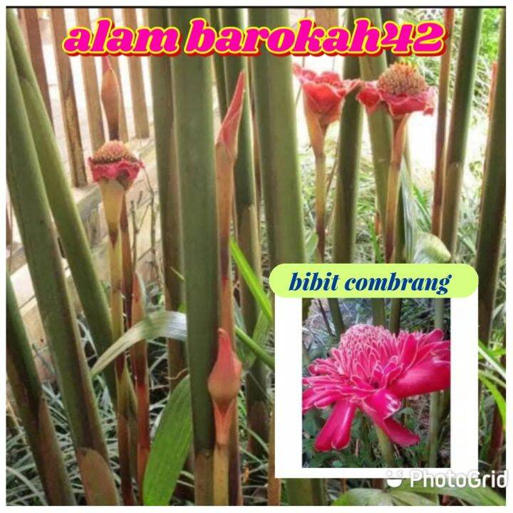 Bibit tanaman kecombrang umbi batang honje rombeh bunga buah pink ...