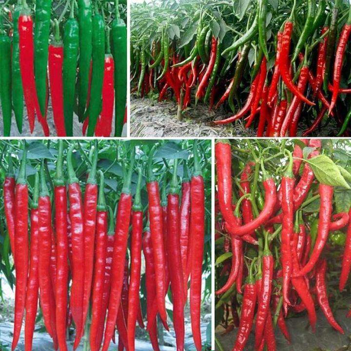 Hybrid Red and Green Long Chilli Seeds for Planting Vegetables Bonsai ...
