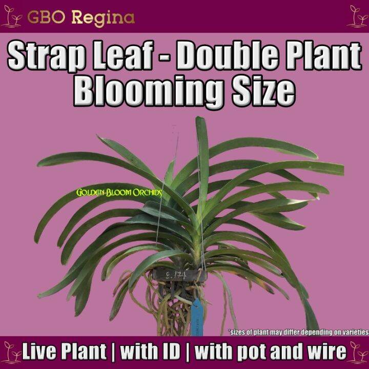 Orchids: Strap Leaf (Vanda) Double Plant Blooming Size (live plant ...