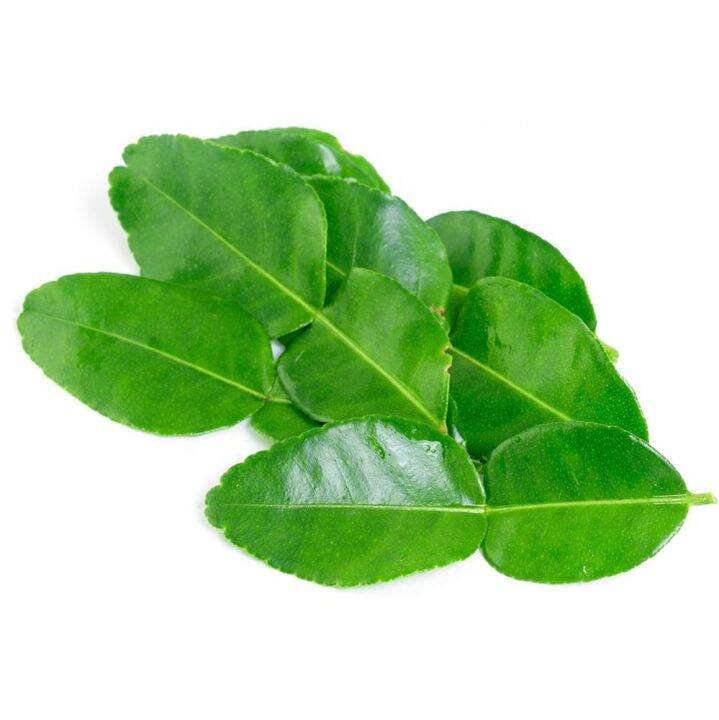 DAUN LIMAU PURUT / KAFFIR LIME LEAF / 青柠叶 | Lazada