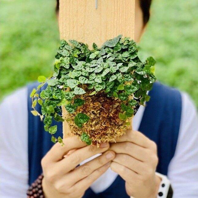 Wall of fame - Climbing Fig Ficus Tanaman Daun Dolar Dollar Rambat ...