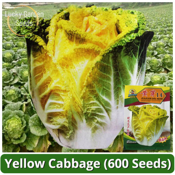 High Yield Yellow Cabbage Seeds (600 Seed) 黄芽大白菜籽 Early Mature Yellow ...