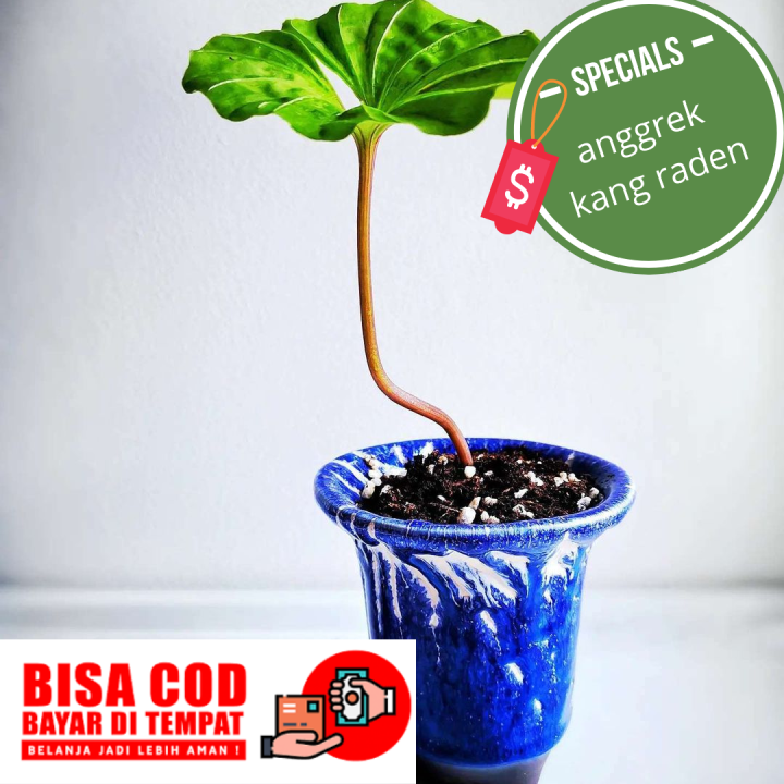anggrek tanah nervilia aragoana serat hitam tanaman hias bunga hidup ...