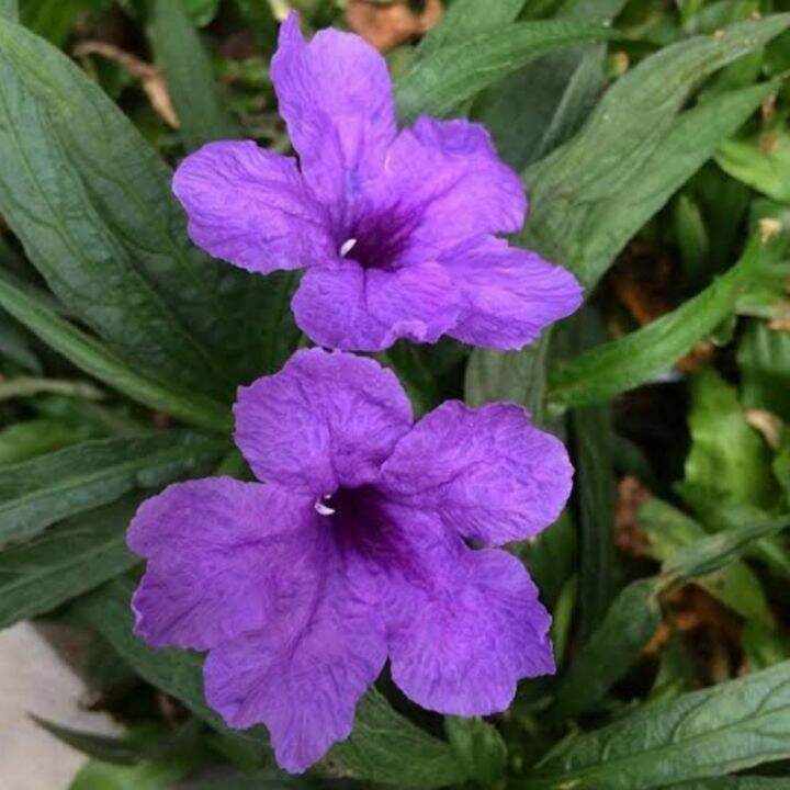 Tanaman Bunga Ruellia Mini / Rawelia Bunga Ungu | Lazada Indonesia