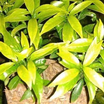 tanaman hias rombusa kuning/rombusa kuning/tanaman hias rombusa kuning ...