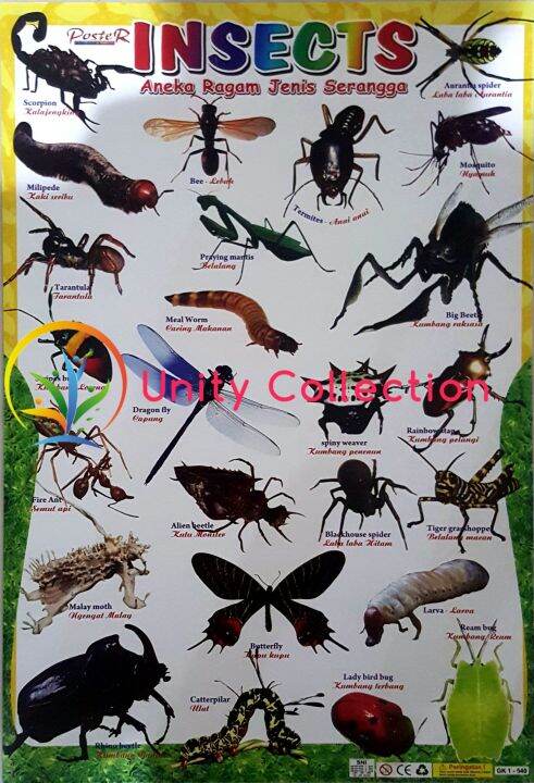 Poster Tempel Dinding Anak Belajar Serangga (Insects) | Lazada Indonesia