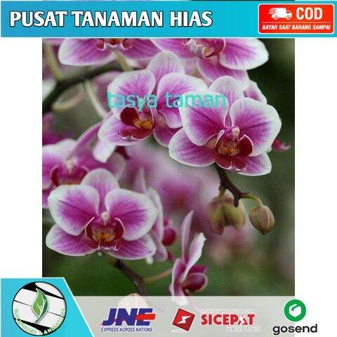 tanaman hias anggrek tanah purple (tanaman hidup bunga hidup cantik ...