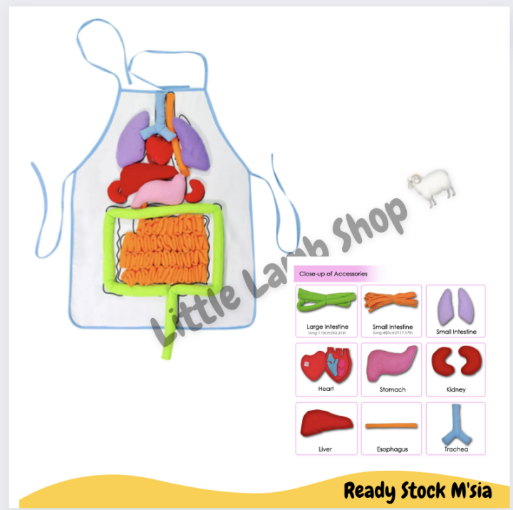 Organ Apron Human Body /Anatomy Apron Human Body Organ Educational Tool ...