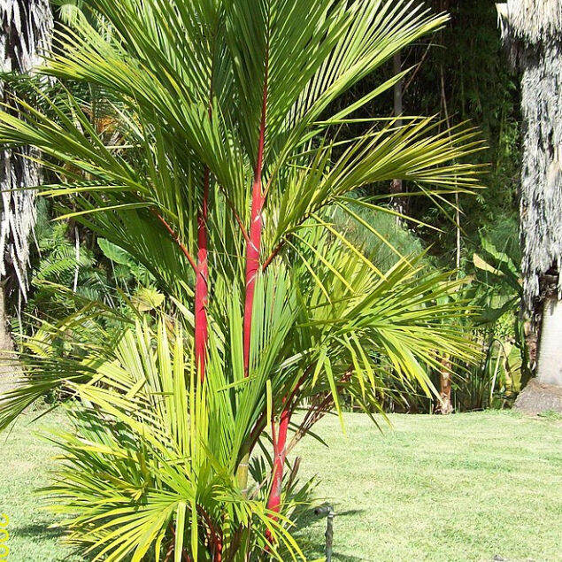 TKL - Big Size Red Palm Tree Pokok Pinang Merah 90-120cm 大型红槟榔植物 | Lazada