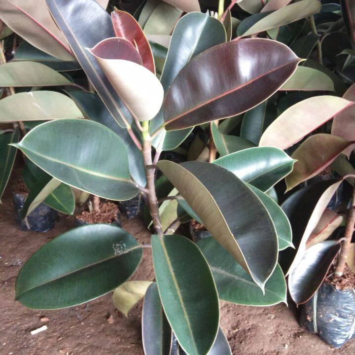 pohon karet kebo / tanaman herbal | Lazada Indonesia