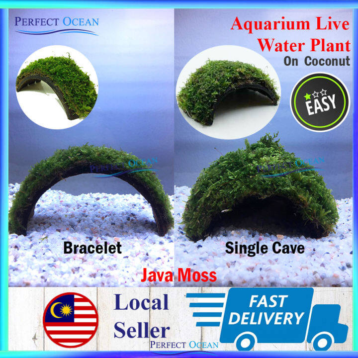 Java Moss [On Coconut] Aquarium Water Plant Low Level Aquascape ...