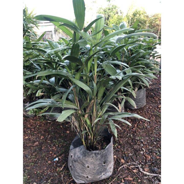 โปรโมชั่น+++++ ต้นจั๋งแคละ ขนาดความสูง 30-50 ซม ราคาดี ต้นไม้ ฟอก อากาศ ...