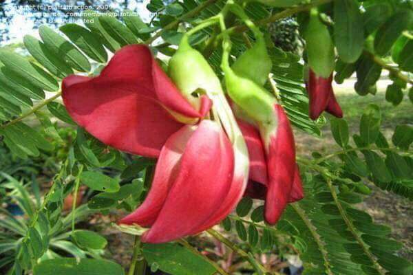 Anak pokok sayur turi / geti bunga putih dan merah | Lazada