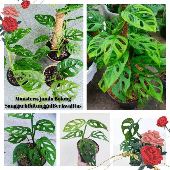 Tanaman hias Bunga Monstera adansonii atau janda Bolong (Rambat ...
