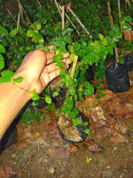 tanaman rambat dolar kecil / pohon dolar daun kecil / tanaman merambat ...