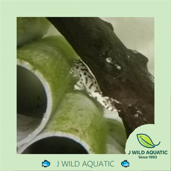 [J Wild Aquatic]—— L236SW Pleco 皇后虎斑异形 | Lazada