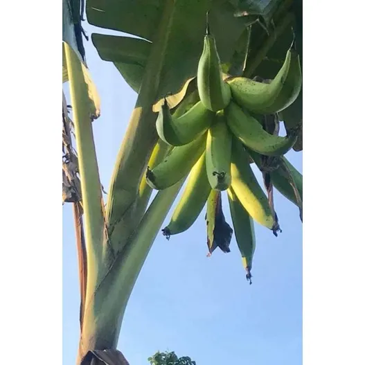 Shoots (Suhi) Saging Saba, Tindok, Latondan approx 15 height | Lazada PH
