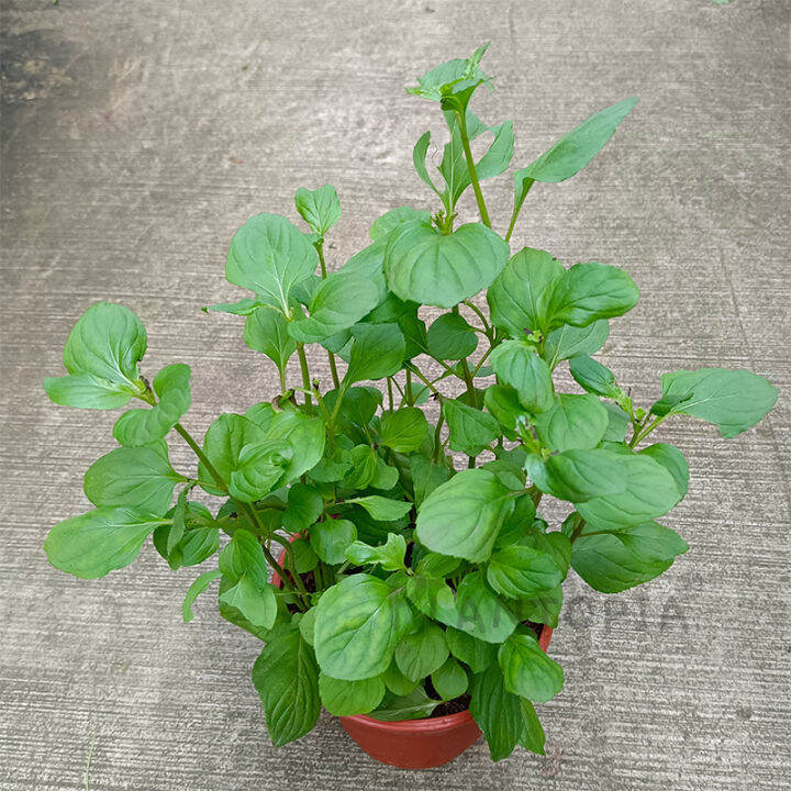 [Plantopia] Pokok Mint - Water Mint | Mint Manis | Metha Aquatica ...
