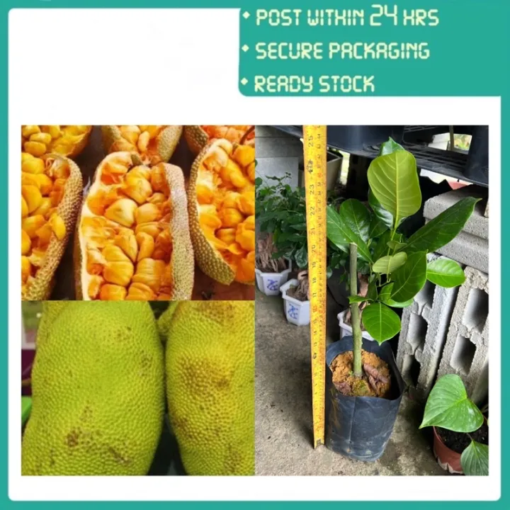 PBN - Nangcem nangka cempedak - anak pokok bunga nursery buah buahan ...