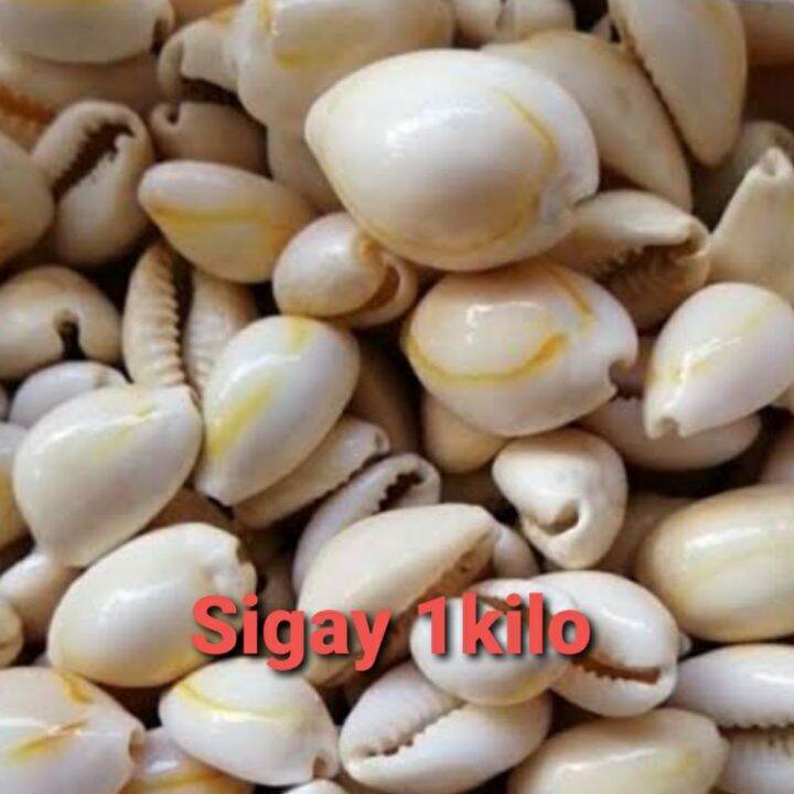 Sungka Shells/Sigay 1/2 | Lazada PH