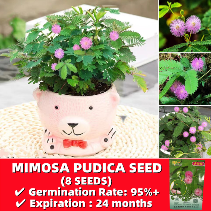8 Seeds Mimosa Pudica Seed Bonsai Flower Seeds for Planting Perennial ...