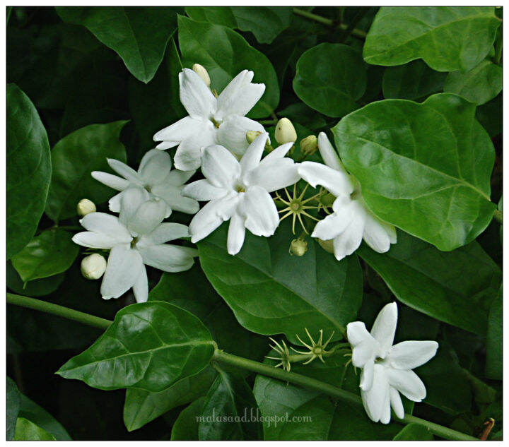 Pokok Bunga Jasmin Katik Hiasan Landskap 100% | Lazada