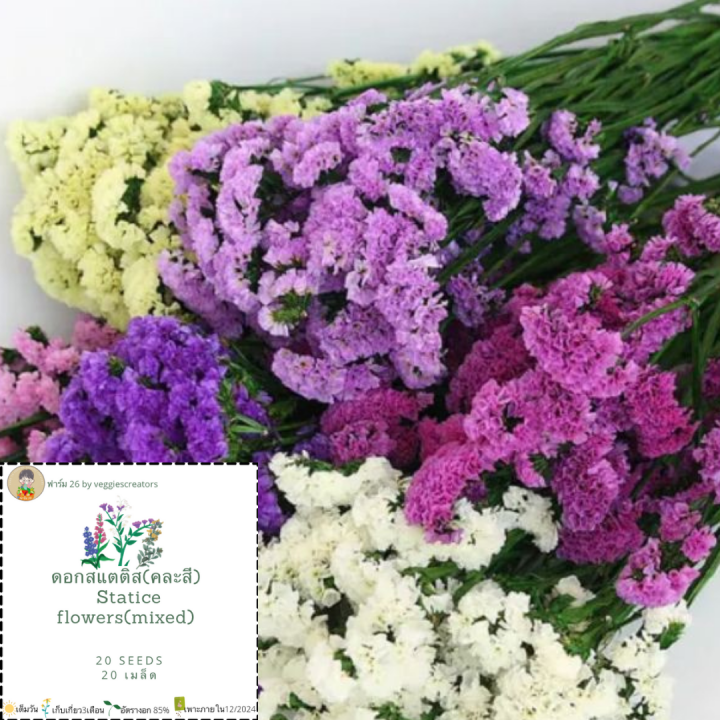ฟาร์ม26 เมล็ดดอกสแตติส สีม่วง สีน้ำเงิน สีชมพู ม่วงอ่อน เหลือง และคละสี ...
