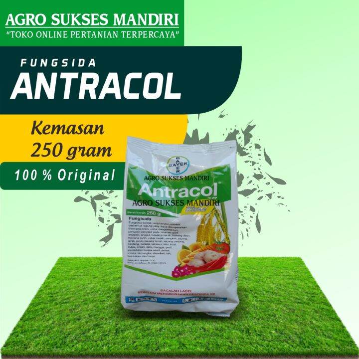 Antracol 250 gram/Antracol Kemasan 250 gram/Antracol 70WP Kemasan 250 ...