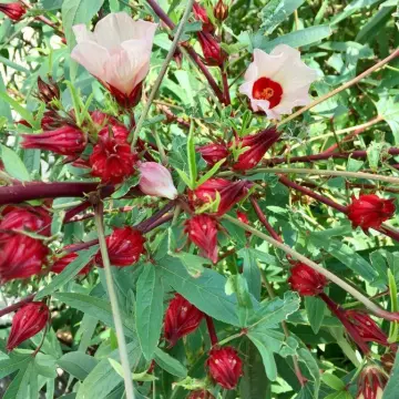 Red Atiso Flower | Best Flower Site