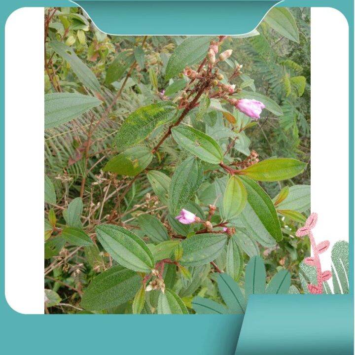 daun senduduk harendong terbaik / senggani . segar herbal mag dan mag ...