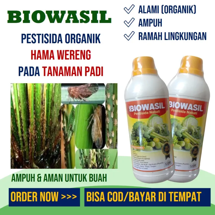 Pestisida Semprot BIOWASIL 500 ml Atasi Wereng Coklat Padi Sawah Ampuh ...