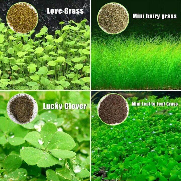 M&A PHC (Seeds ONLY) Water Grass Seeds/Aquarium Grass Plant Seeds/Easy ...