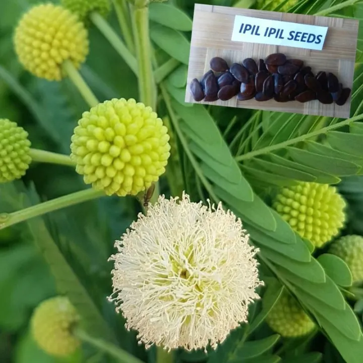 50 Seeds (buy 2 get 1 free) Ipil Ipil For Planting for Sale Easy To ...