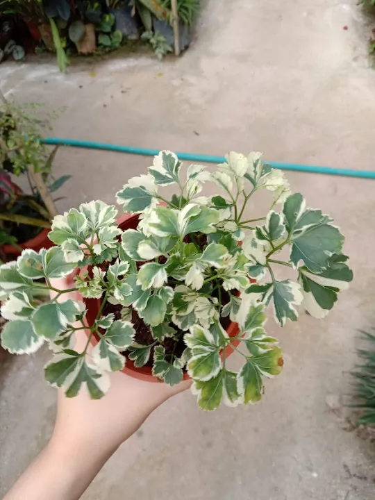 Polyscias Balfouriana Marginata 花叶福禄桐 圆叶福禄桐 plant gardening small pokok ...