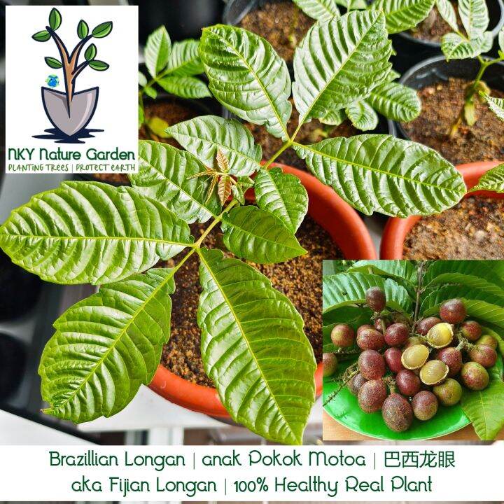 🌳Brazilian Longan Tree | Anak Pokok Matoa Longan Brazil | 巴西龙眼树苗 (🌳NKY ...