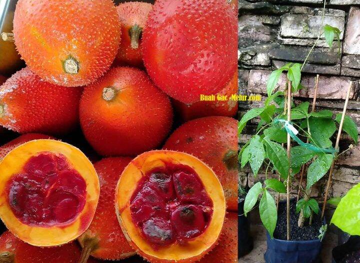 MM- Gac Fruit sapling/ Anak Pokok Gac / Buah Tempurang / Qua’ Gac / Fak ...