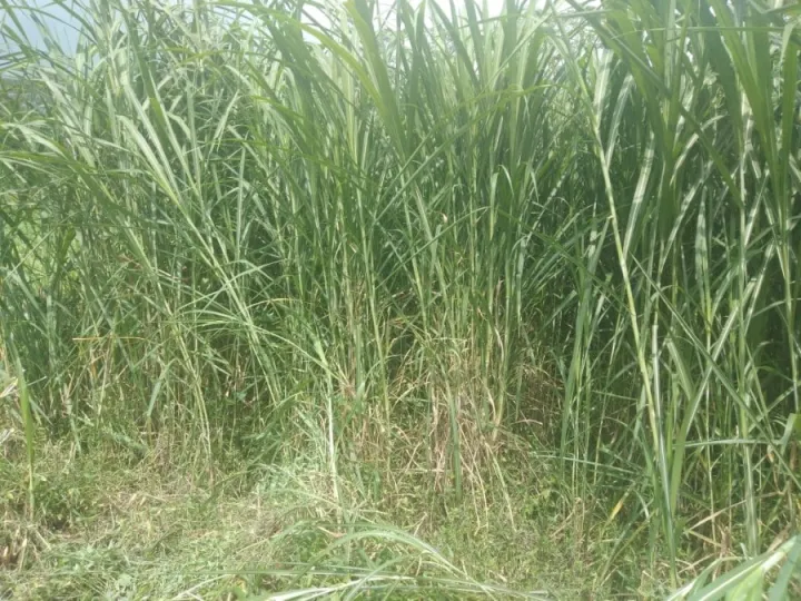 Bibit Rumput Raja King Grass Perkilo | Lazada Indonesia