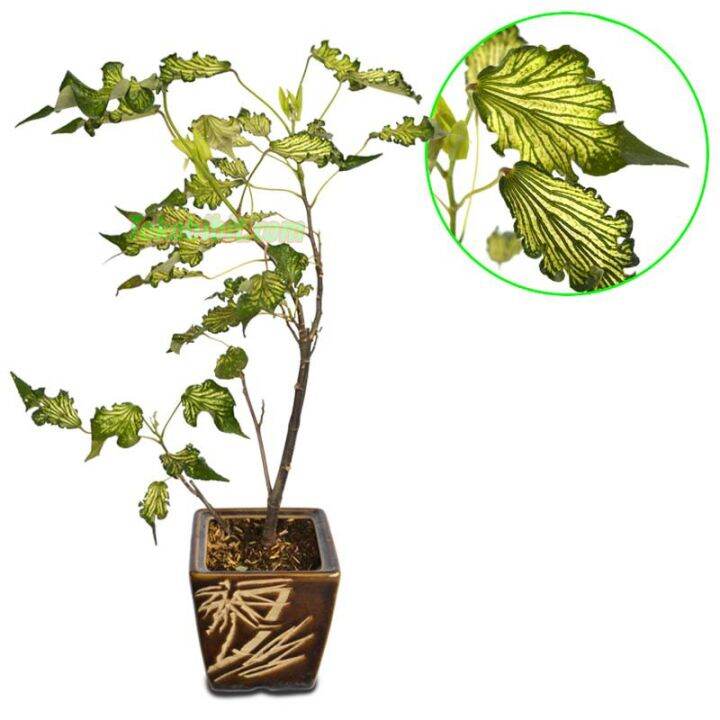 Tanaman Waru Wayang | Lazada Indonesia