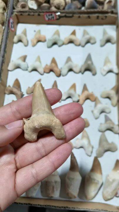 เฉียงฉลามฟัน Megalodon พิพิธภัณฑ์สัตว์น้ำของขวัญ anester คุณภาพหินฉลาม ...