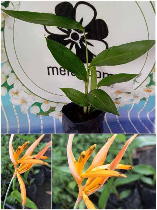 MDC- Heliconia psittacorum 'Sassy live plant / Anak pokok heliconia ...