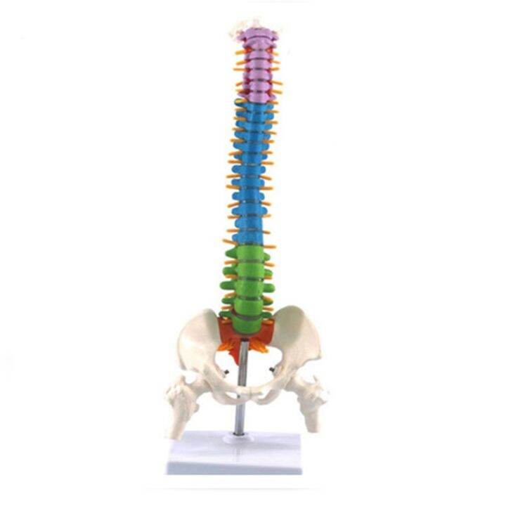 45Cm with Pelvic Human Anatomical Anatomy Spine Spinal Column Model ...