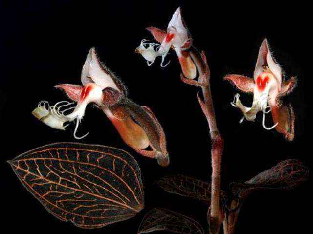 jewel orchid anoectochilus setaceus / jewel ki aksara merah / serat ...