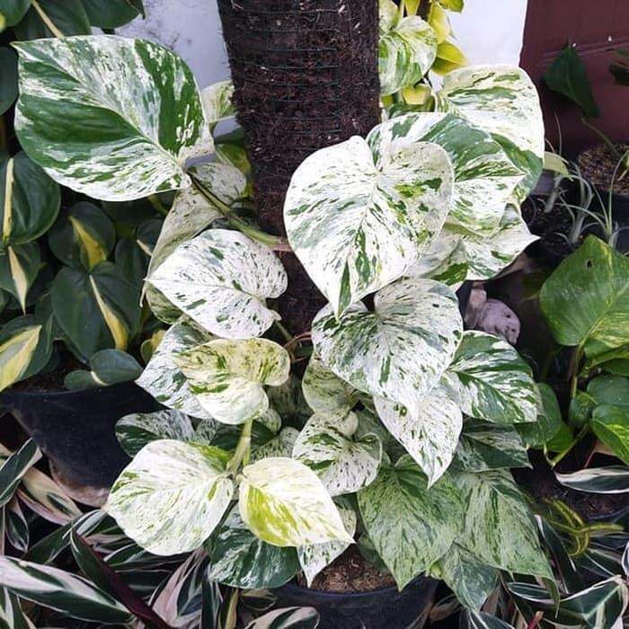 Tanaman Sirih Gading | Lazada Indonesia