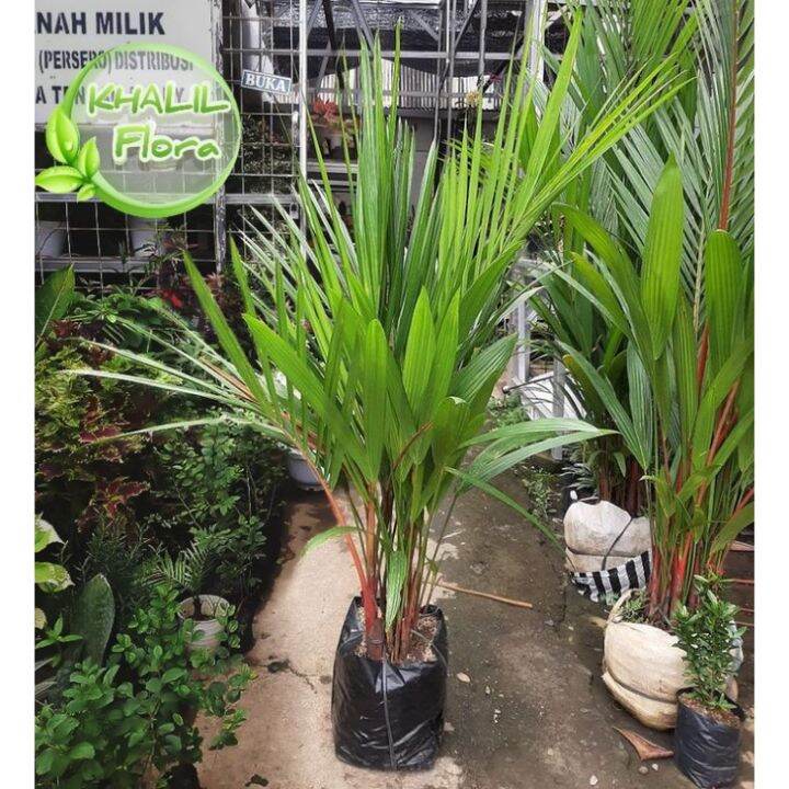 Pohon Palem Merah ( ASLI ) Tanaman Hias Palm Merah Hidup COD | Lazada ...